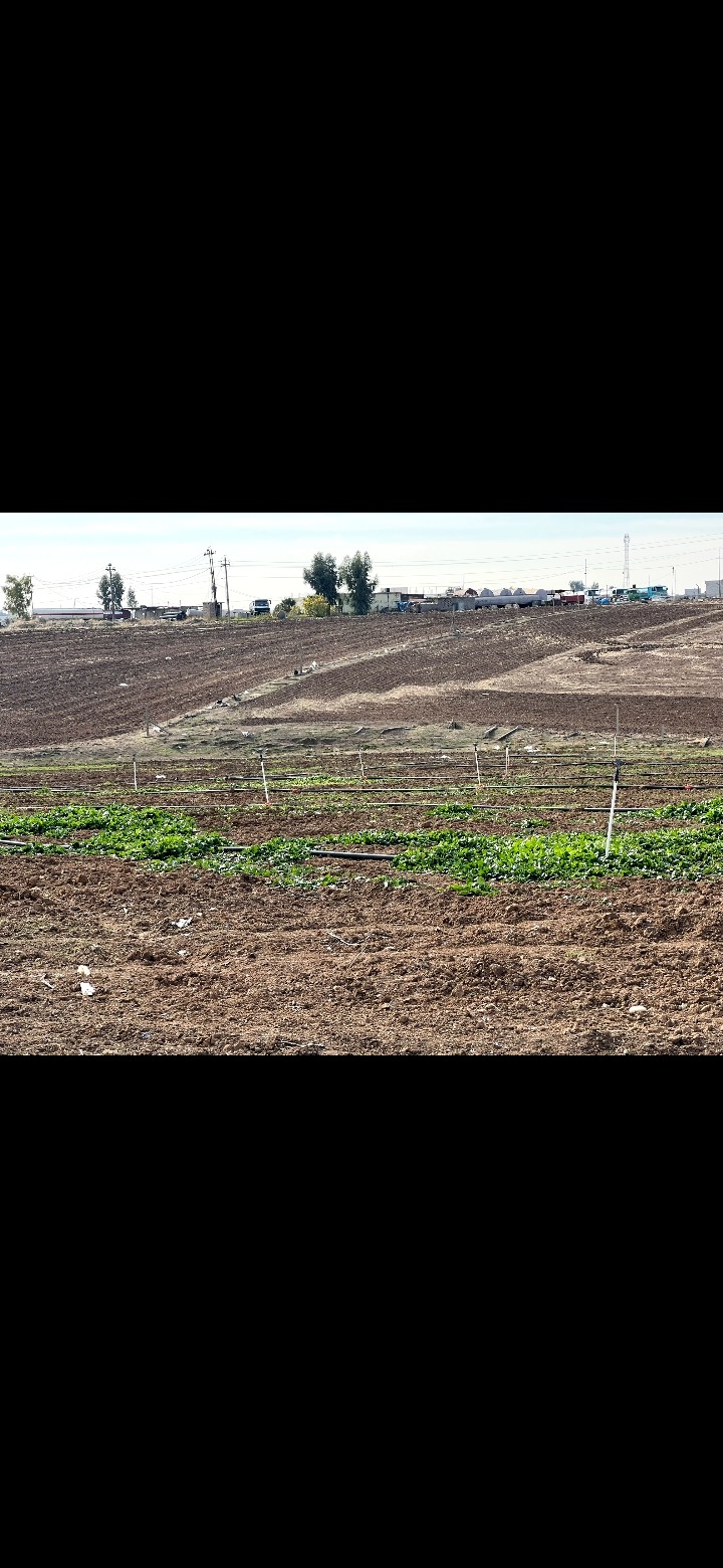 Ameen barakat rasho | Alqosh Farm Unity